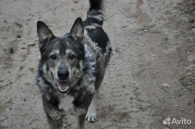Метис Смайл ищет дом