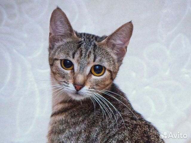 Хорошенькие котята-девочки, полосатые игруньи