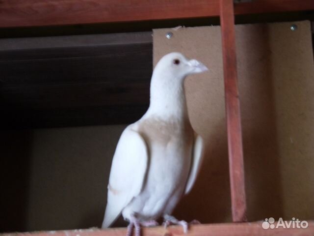 Голуби чехи лимонистые