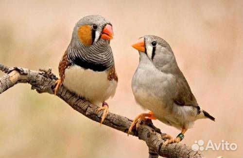 Зебовые амадины