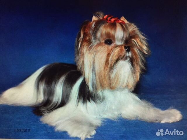 Щенки бивера