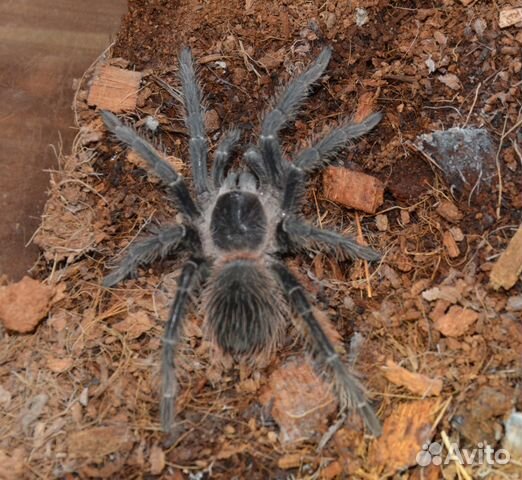 Lasiodora parahybana