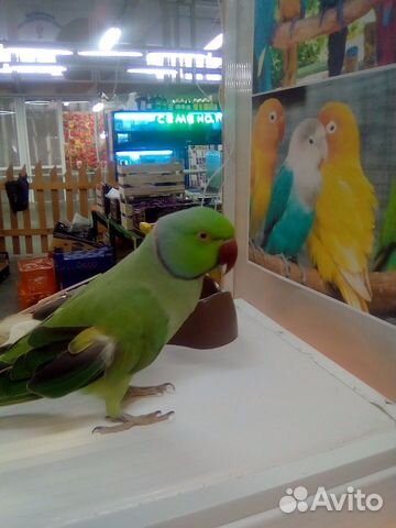 Ожереловый попугай