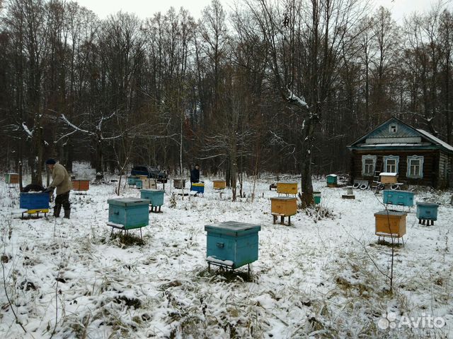 Пчелиные семьи