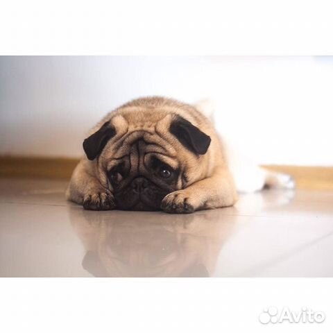 Мопс Пончик открыт для создания семьи (вязка)