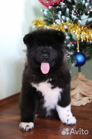 Длинношерстный щенок Американская акита