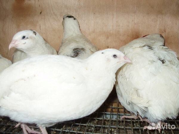 Перепела Техасской породы