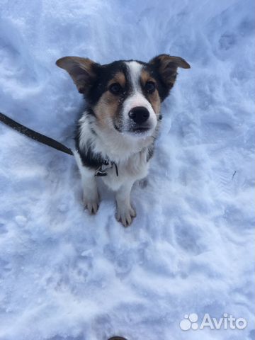 Супер милый щенок ищет дом