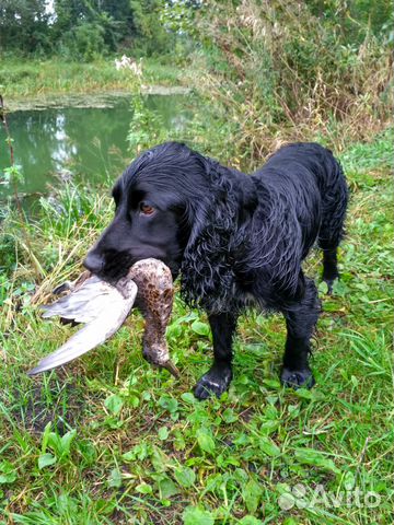 Кобель русского охотничьего спаниеля для вязки
