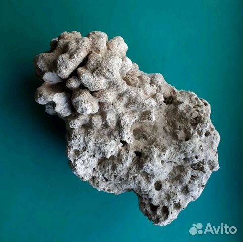 Сухой рифовый камень