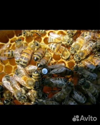 Пчелопакеты Бакфаст