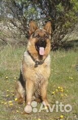 Алиментный щенок немецкой овчарки