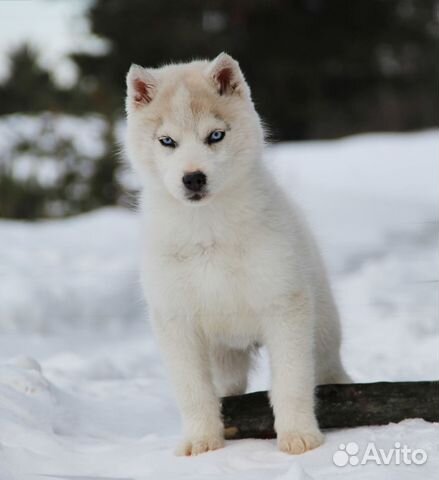 Хаски девочки и мальчики всех окрасов