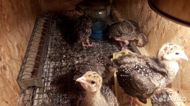 Бронзовые индюшата. Вывод 23 и 30 июня, 8 июля