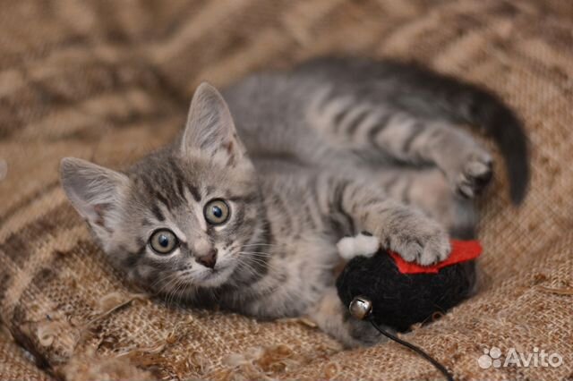 Дымка в добрые руки