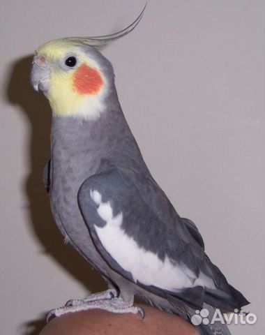 Продам красивых попугай корелла
