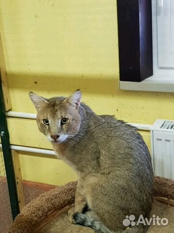 Чаузи ф1 котенок