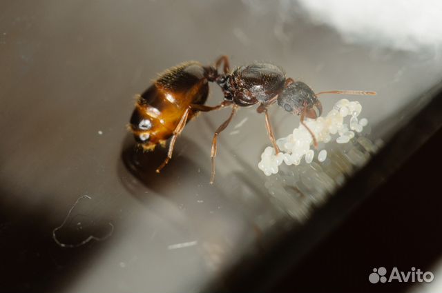 Муравьи,Фермы на заказ из газобетона.Венаторы