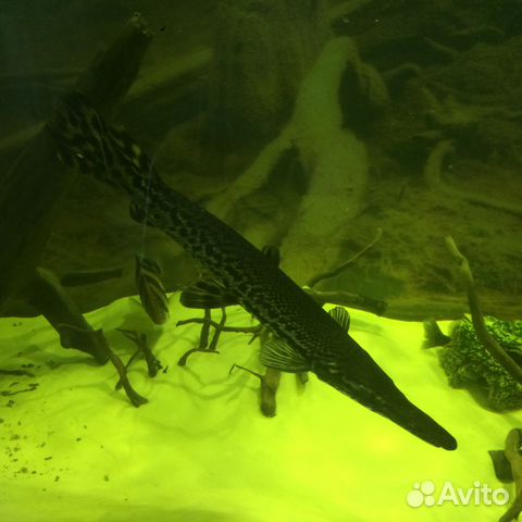 Щука панцирная аллигатор