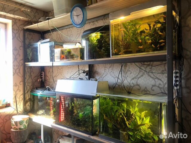 Рыбное хозяйство