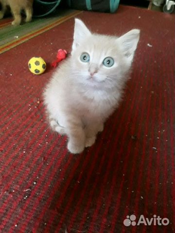 Шарик цвета чайной розы