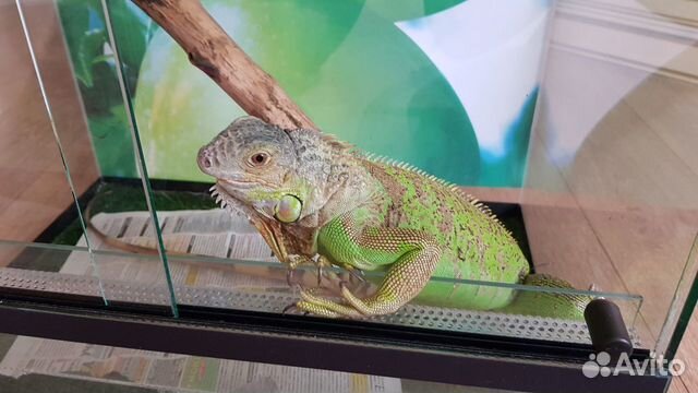 Зелёная игуана комплект