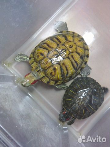 Черепашки