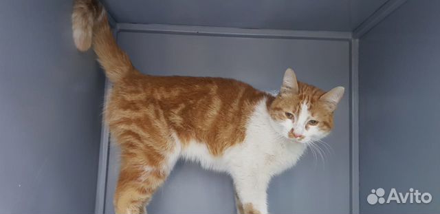 Бархатная нежная кошка Лапа