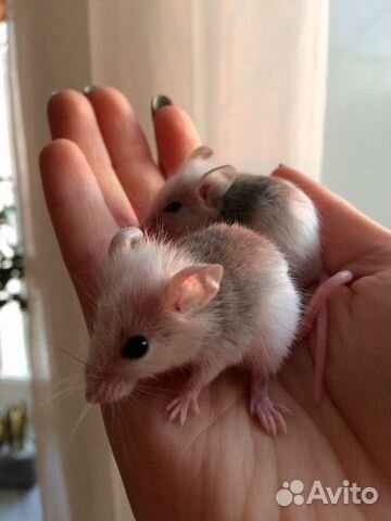 Мышь Мастомис