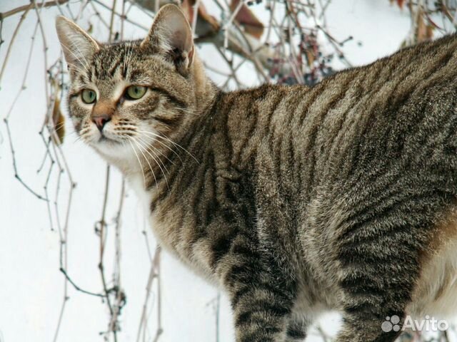 Кеня, 1,5 года