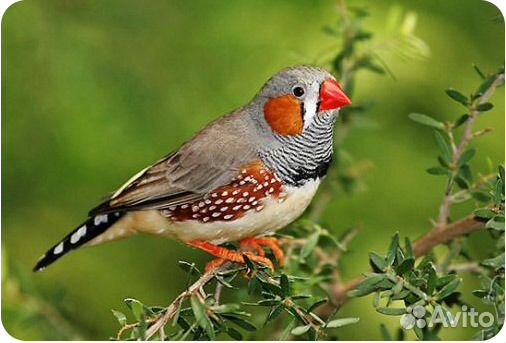 Амадины и попугаи