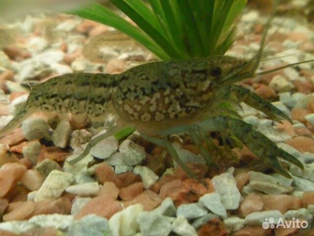 Мраморные рачки