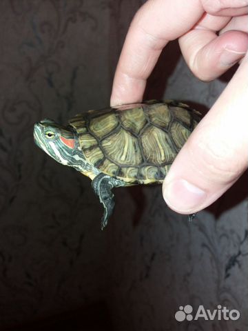 Красноухая черепаха