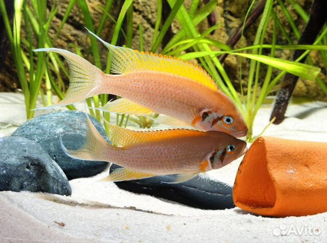 Принцесса Бурунди Даффодил в Крыму