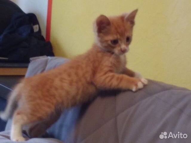 Котенок