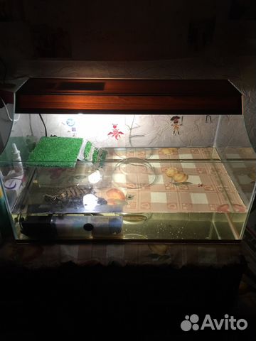 Черепаха с аквариумом