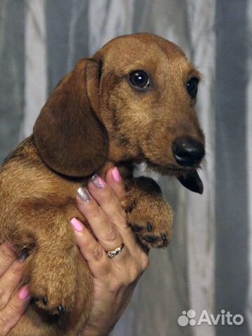 Щенок таксы жесткошерстной мини