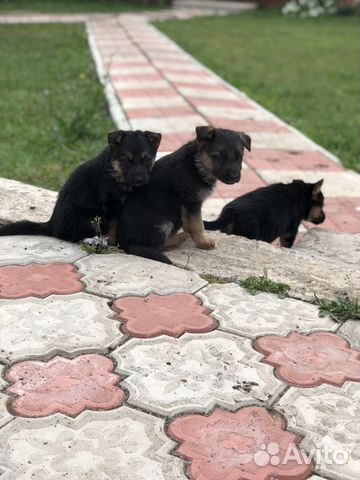 Продаётся девочка немецкой овчарки