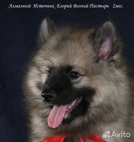 Щенок кеесхонда от Чемпионов