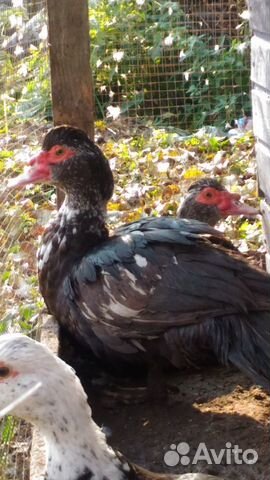 Селезни мускусных уток