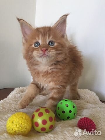 Котята мейн кун- красные солнышки. Питомник