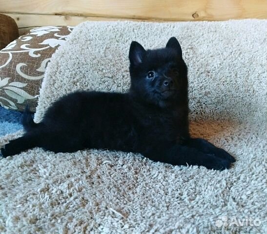 Щенок схипперки