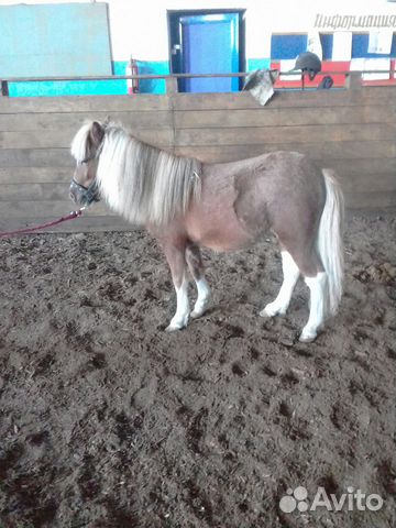 Продам пони