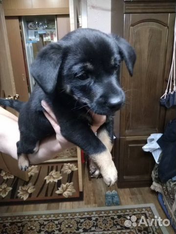 Отдам в хорошие руки щенка 1,5 мес