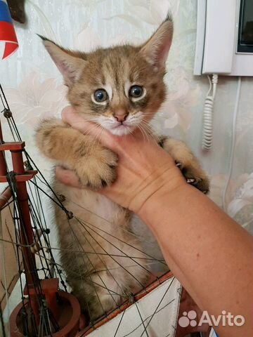 Кошки и коты Чаузи ф1 75