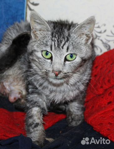 Полосатый парнишка Мишка