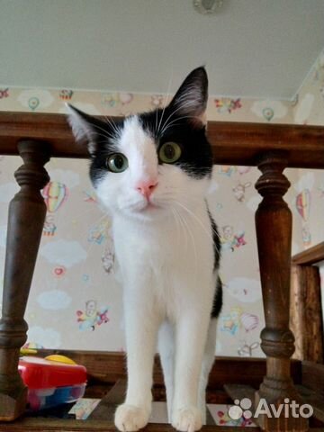 Черно-белый кот в ответственные руки