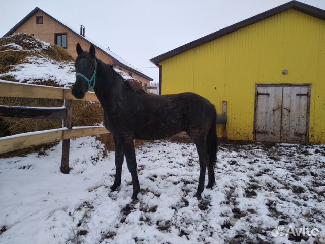 Полукровный жеребчик