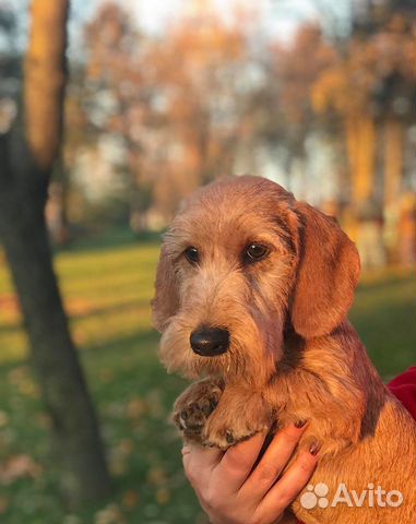 Таксенок мини-жестик