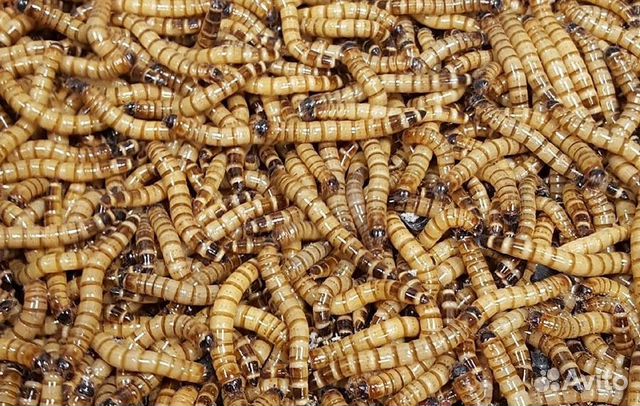 Зофобас - корм для животных и рептилий